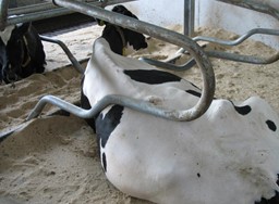 Grangeneuve Conseils - À quoi ressemblent des logettes optimales