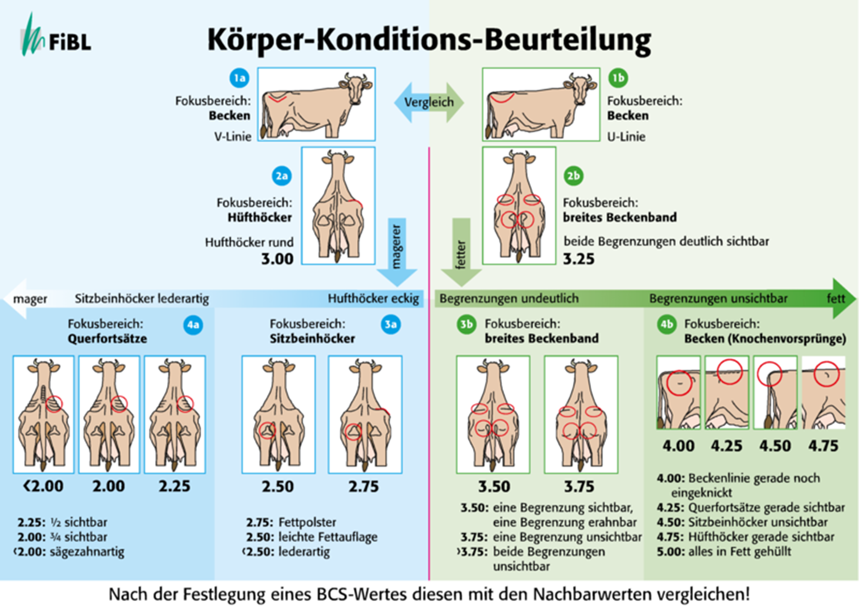 Grangeneuve Conseils - Projekt ReLait - Bestimmung des BCS von Milchkühen